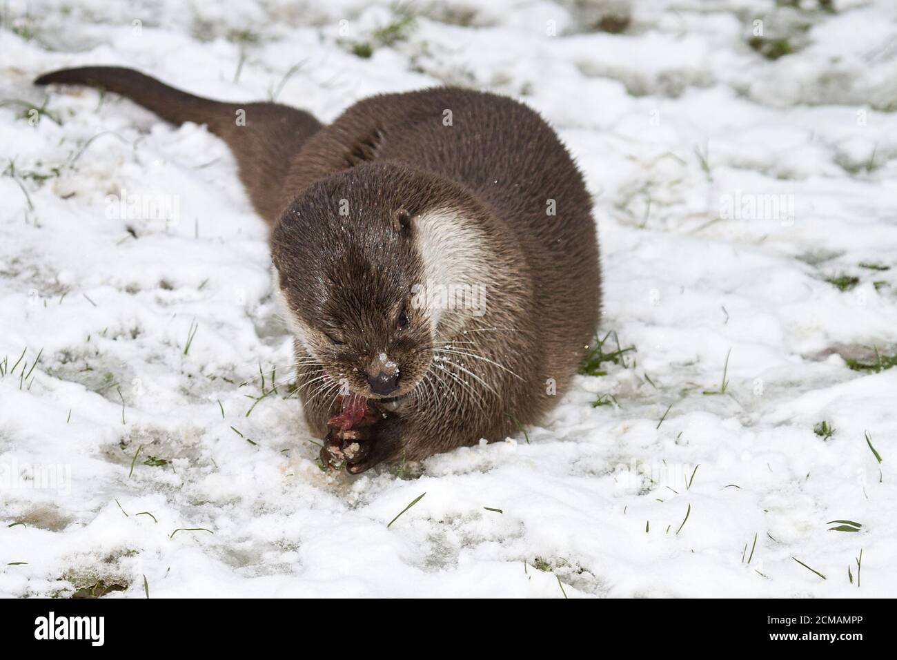 Otter in winter Stock Photo - Alamy