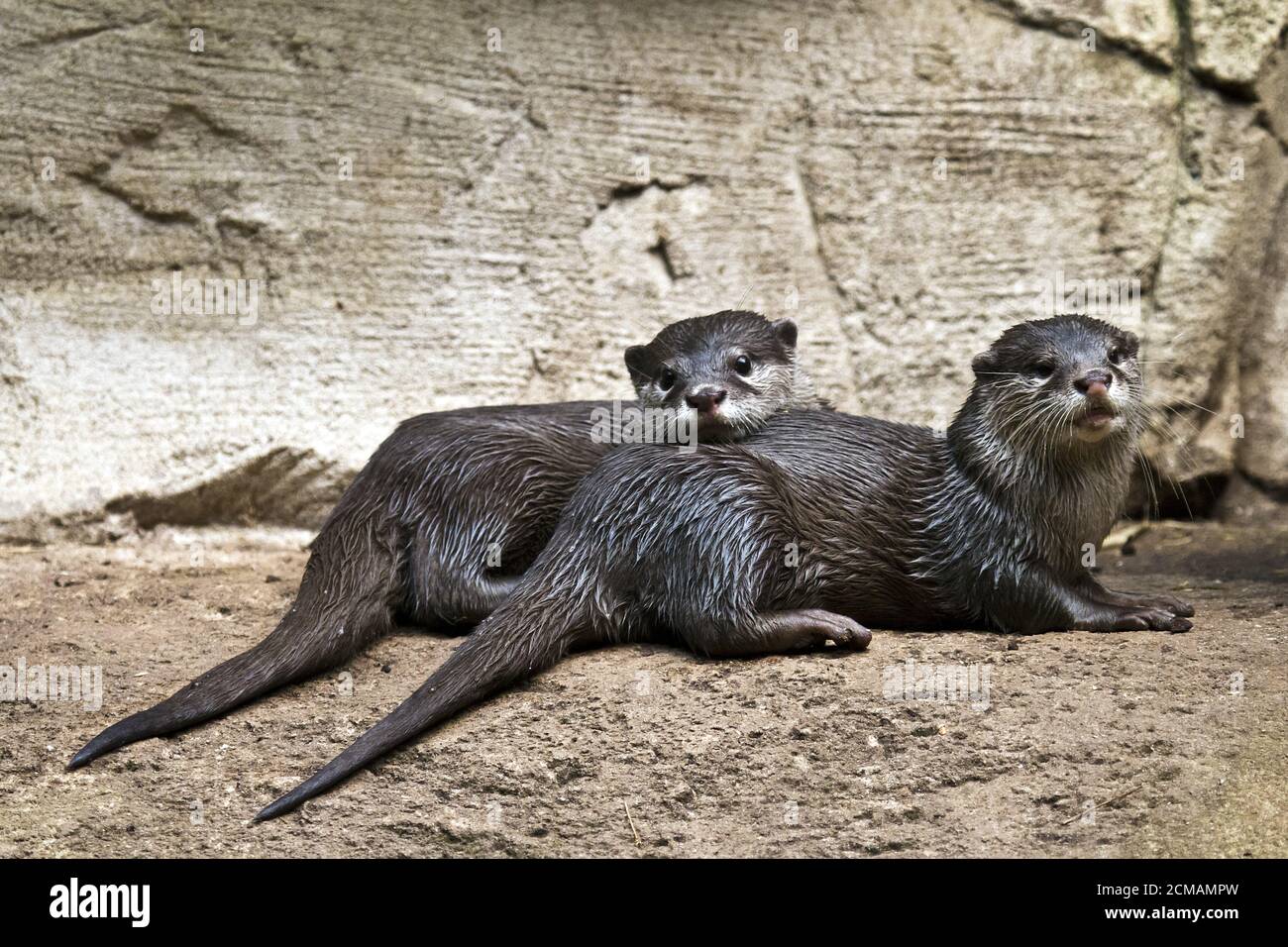 Otter in winter Stock Photo - Alamy