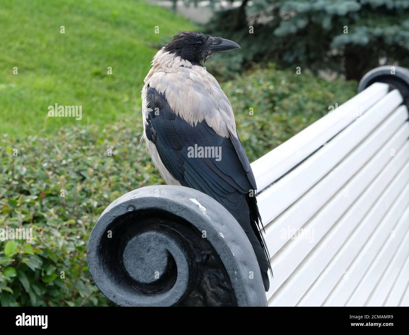 Big crow sitting on a bench in city park Stock Photo - Alamy