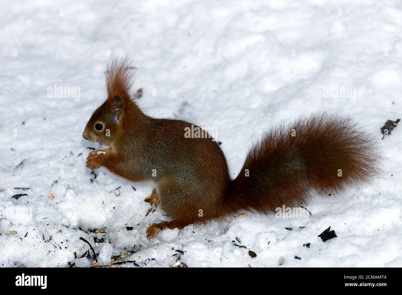 Red Squirrel in snow Stock Photo - Alamy