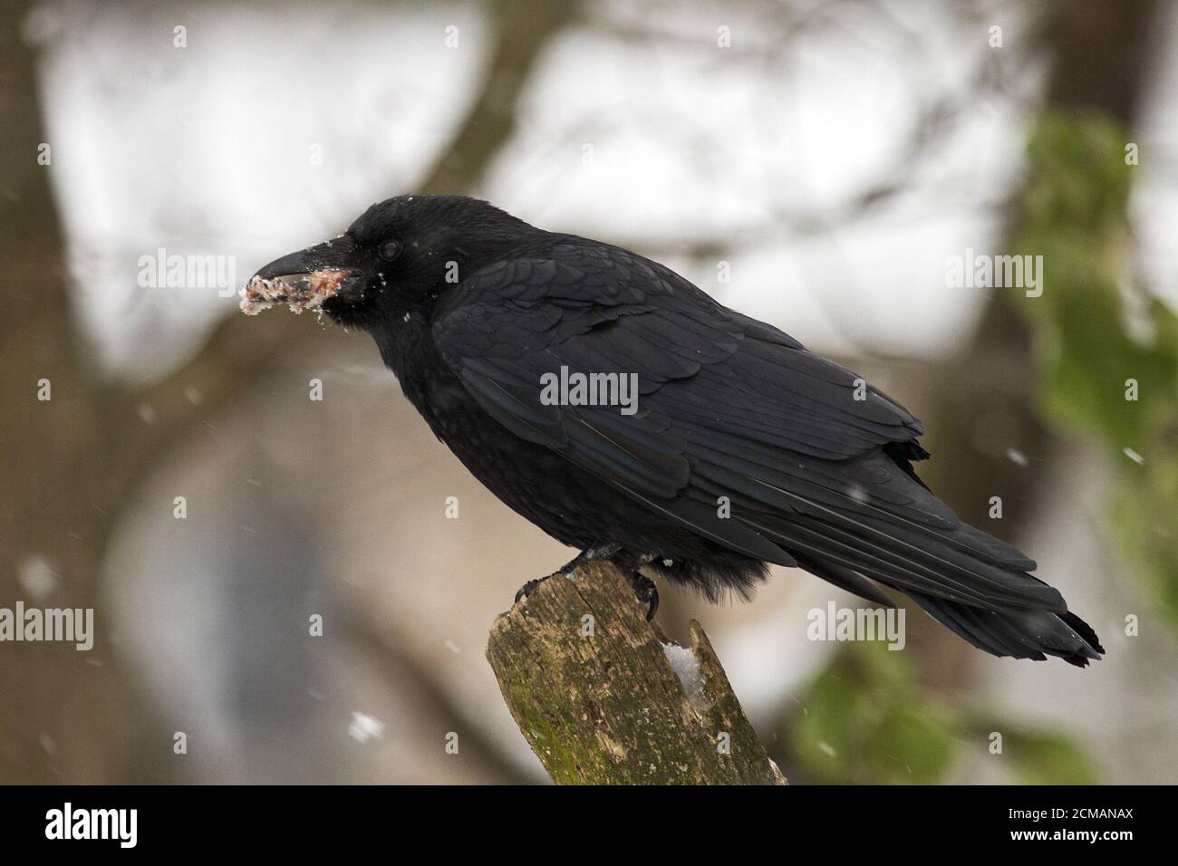 Crow in winter hi-res stock photography and images - Alamy