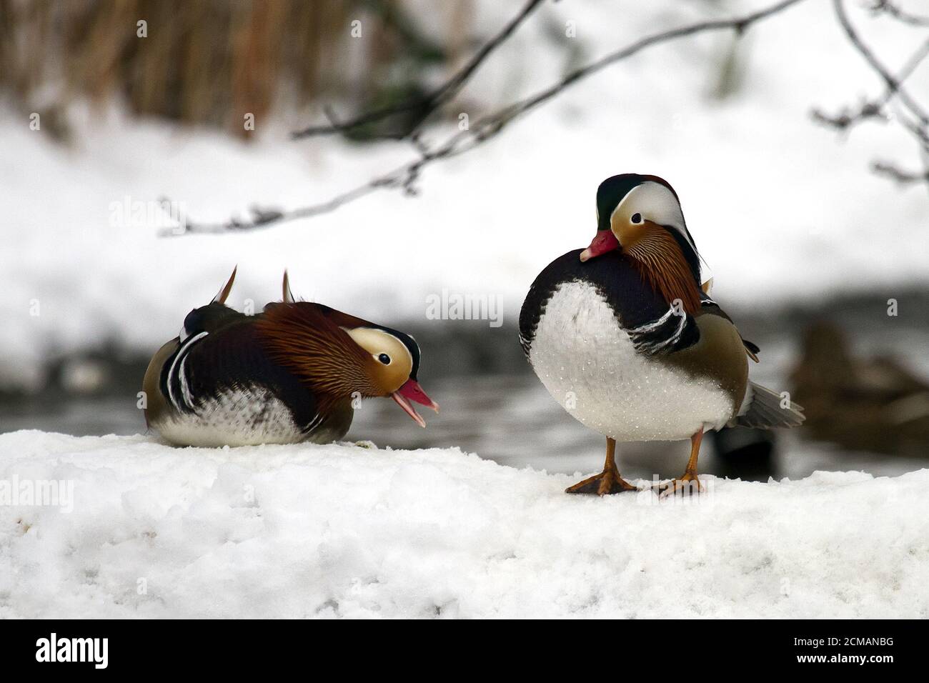 Mandarin Duck in winter Stock Photo - Alamy