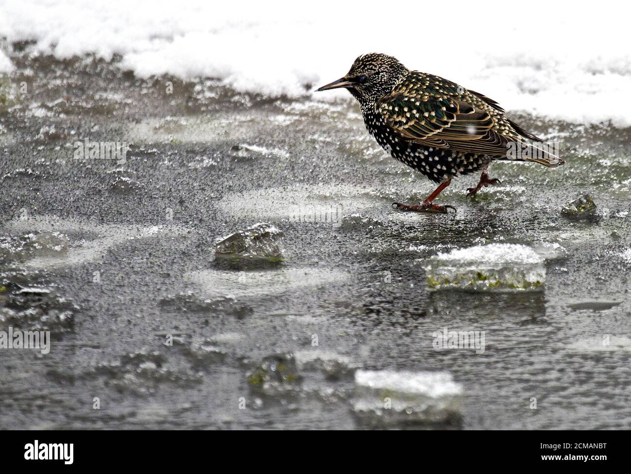 Starling in winter hi-res stock photography and images - Alamy