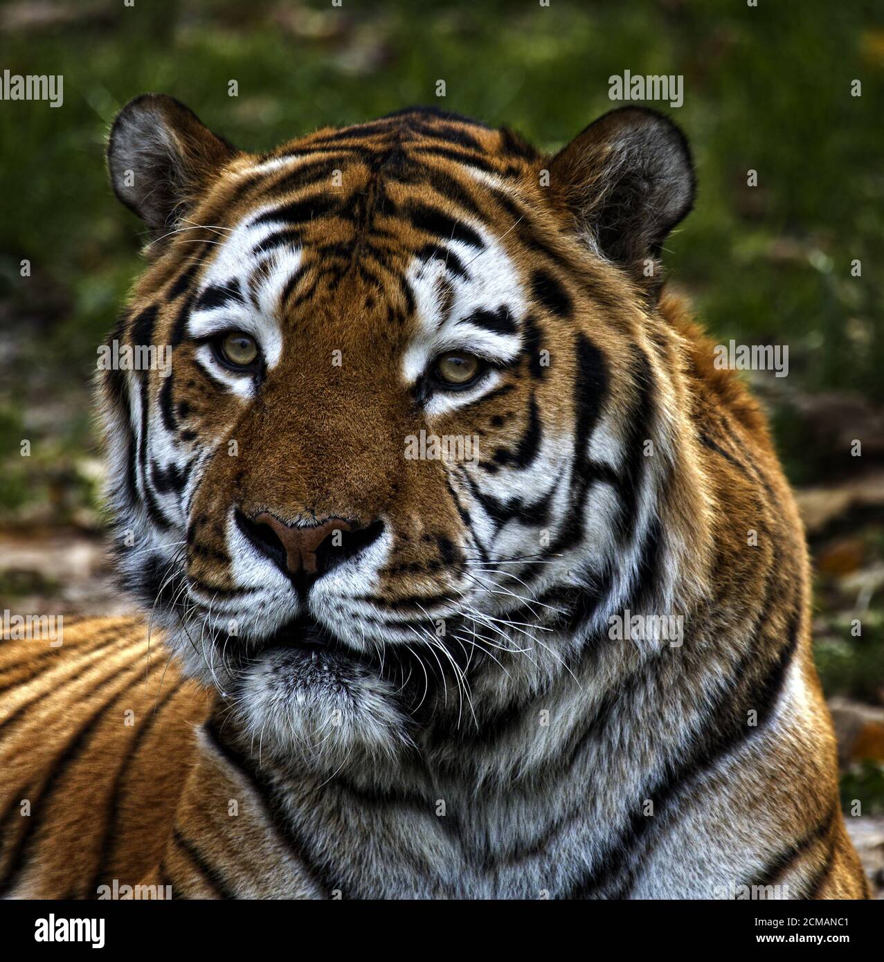 Horizontal tiger portrait hi-res stock photography and images - Alamy