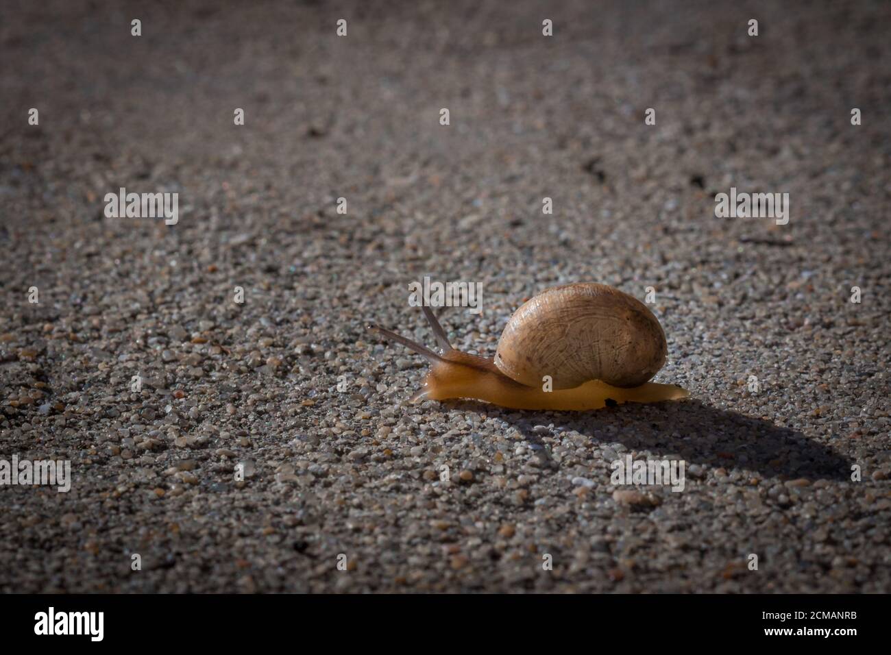 Snail crawling during day hi-res stock photography and images - Alamy