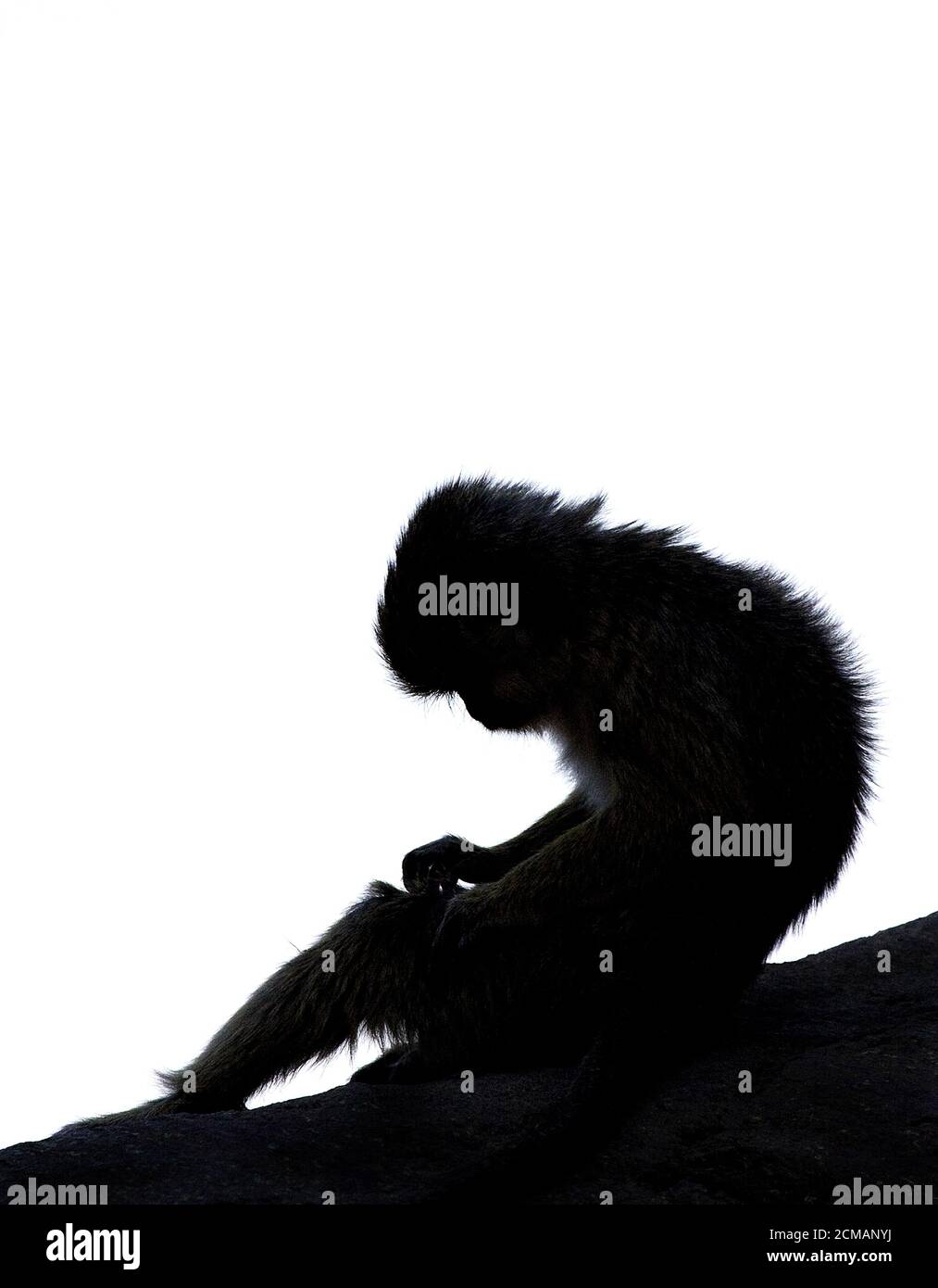 Primate photos hi-res stock photography and images - Alamy