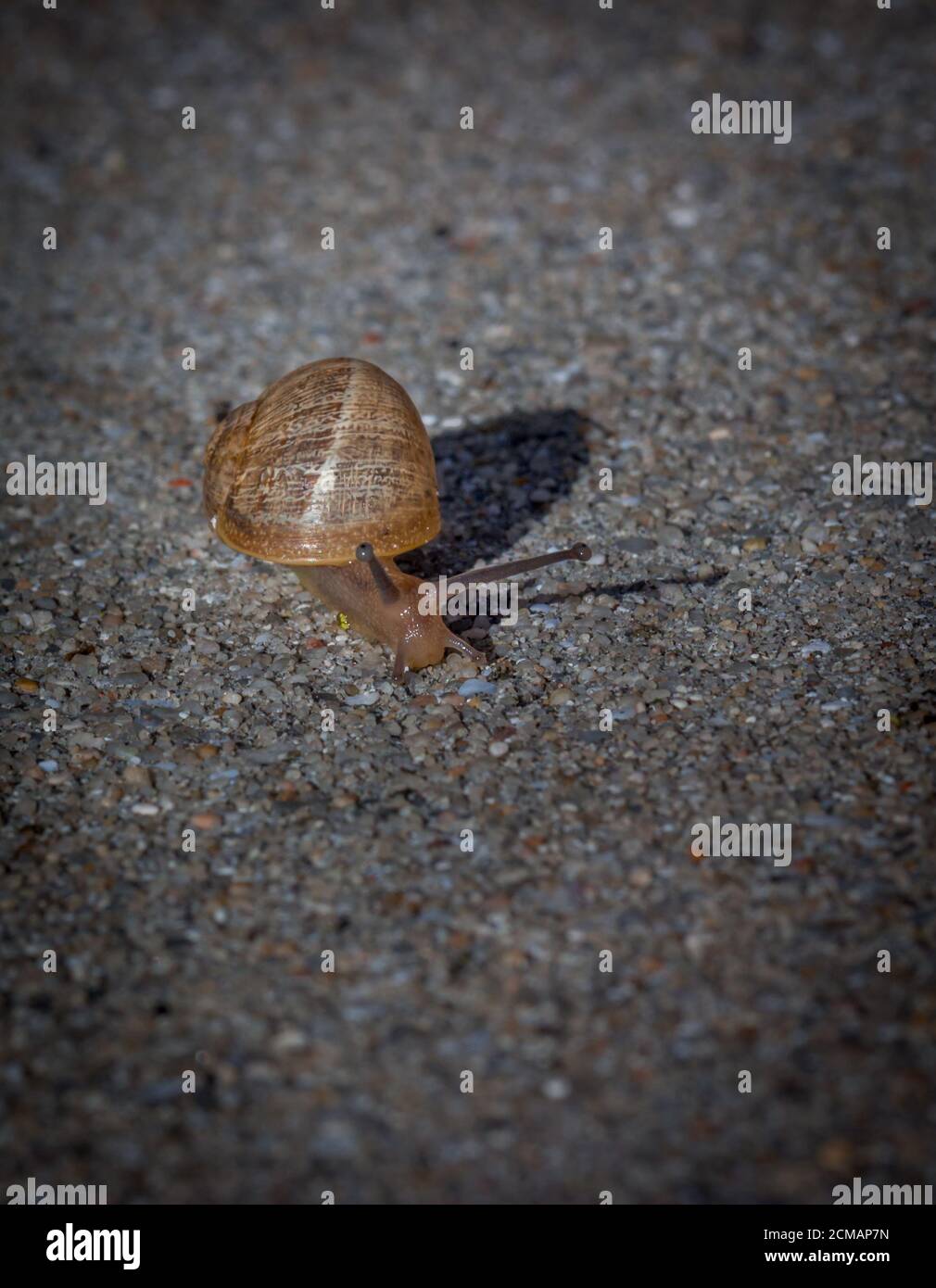 Snail crawling during the day, Cape Town, South Africa Stock Photo - Alamy
