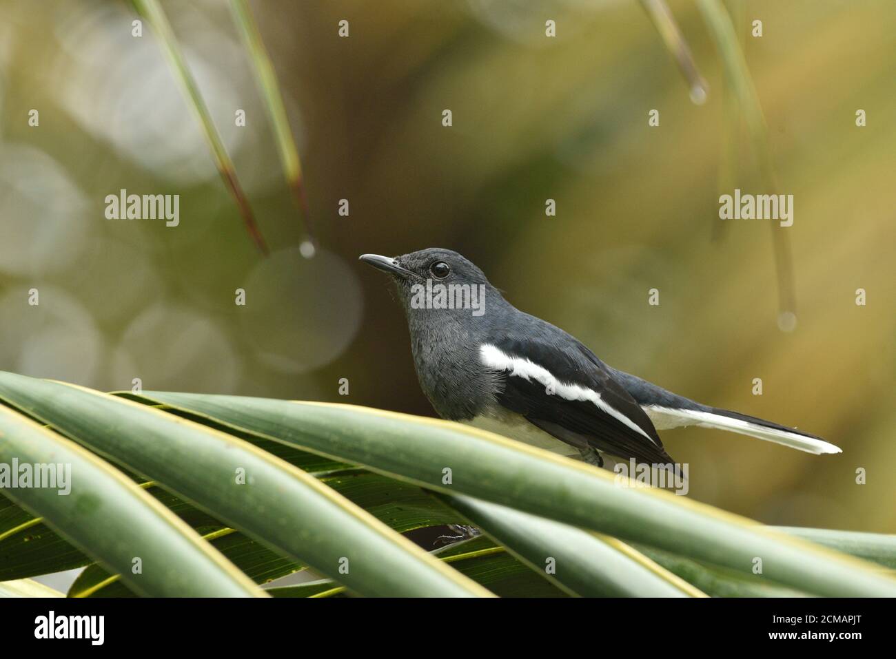 Female magpie hi-res stock photography and images - Alamy