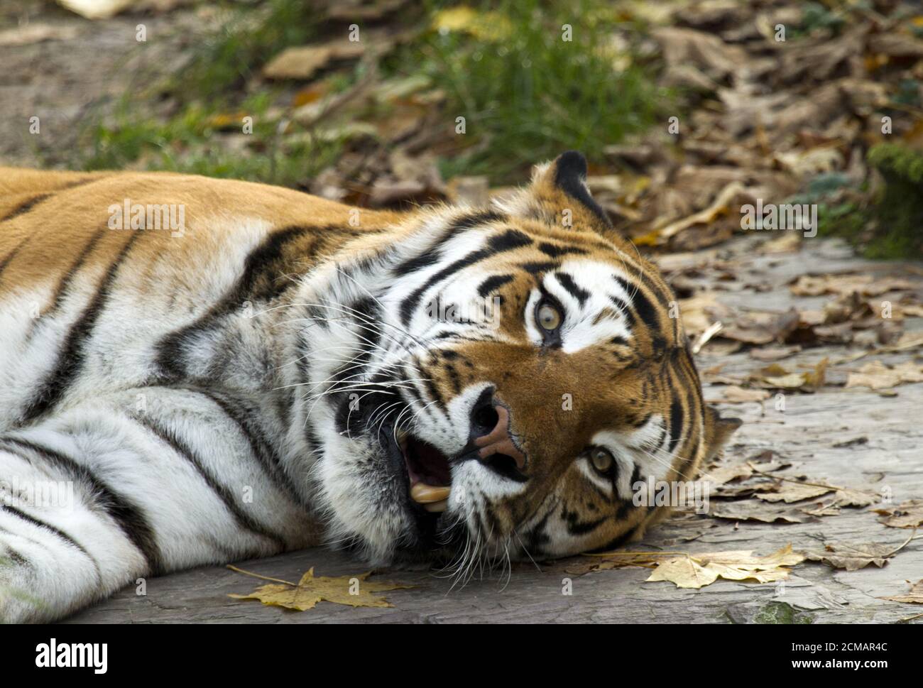 Horizontal tiger portrait hi-res stock photography and images - Alamy