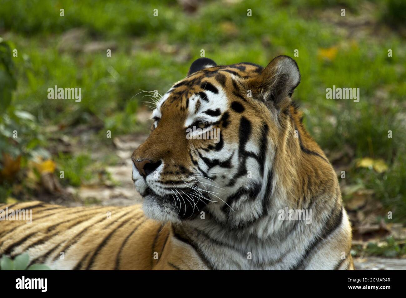 Horizontal tiger portrait hi-res stock photography and images - Alamy