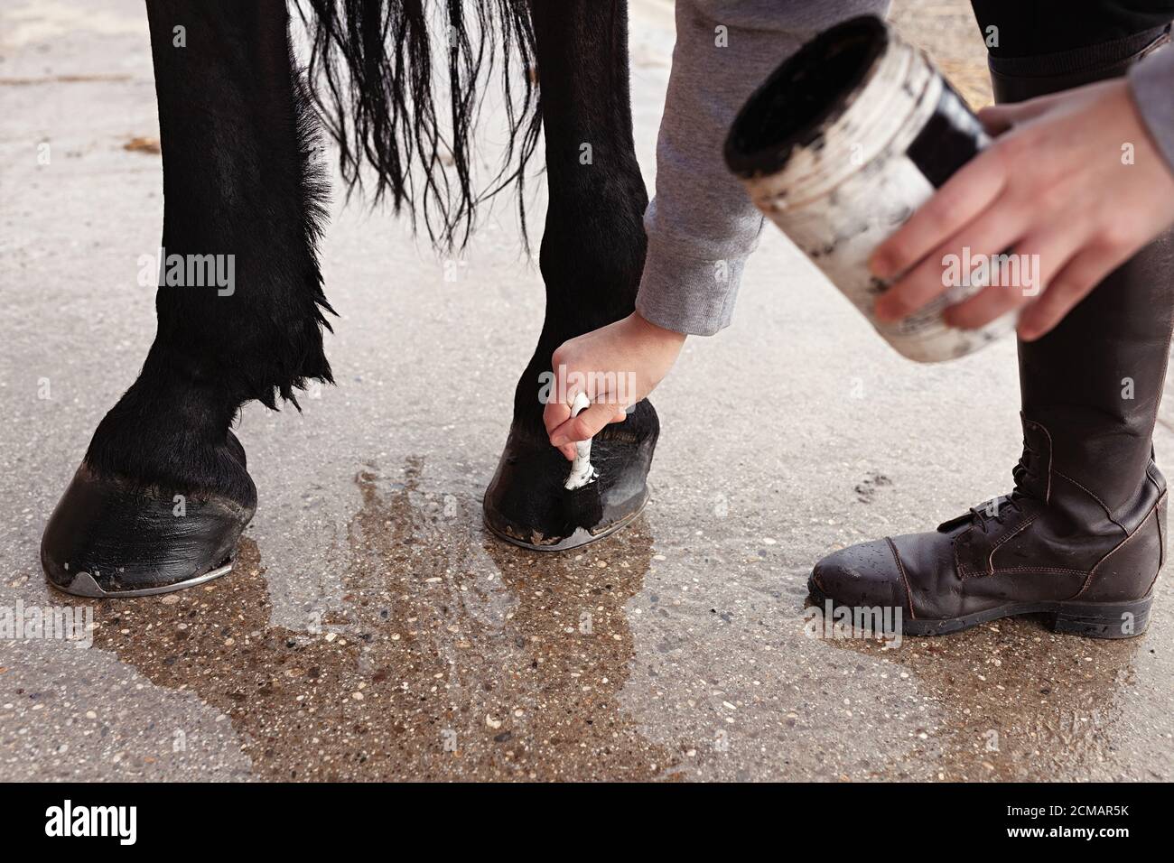 Woman spreading black ointment on horse hoof with a brush, holding ...