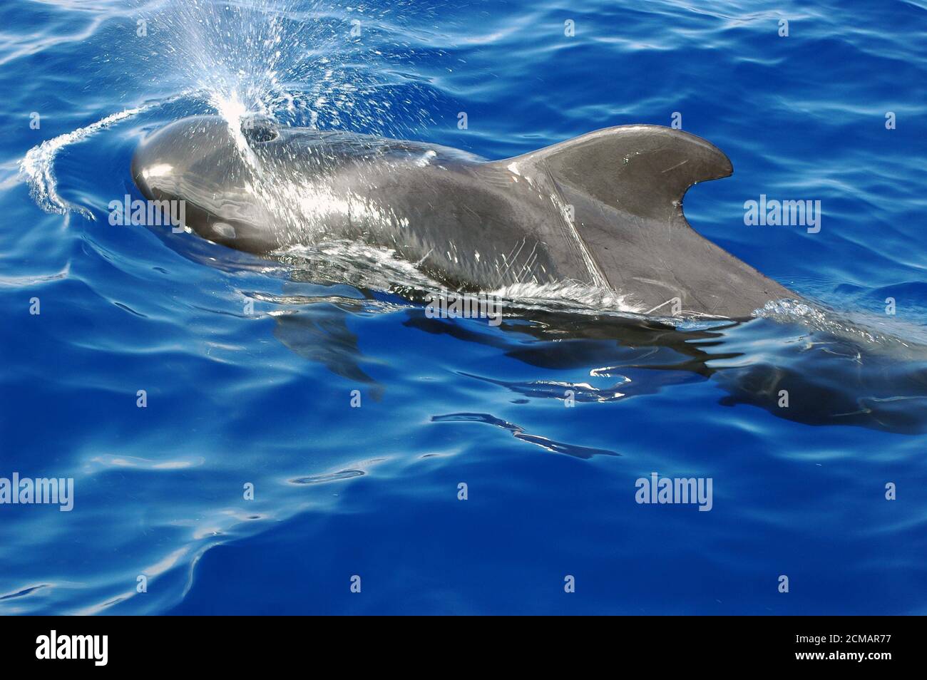 Dolphin in natural habitat hi-res stock photography and images - Alamy