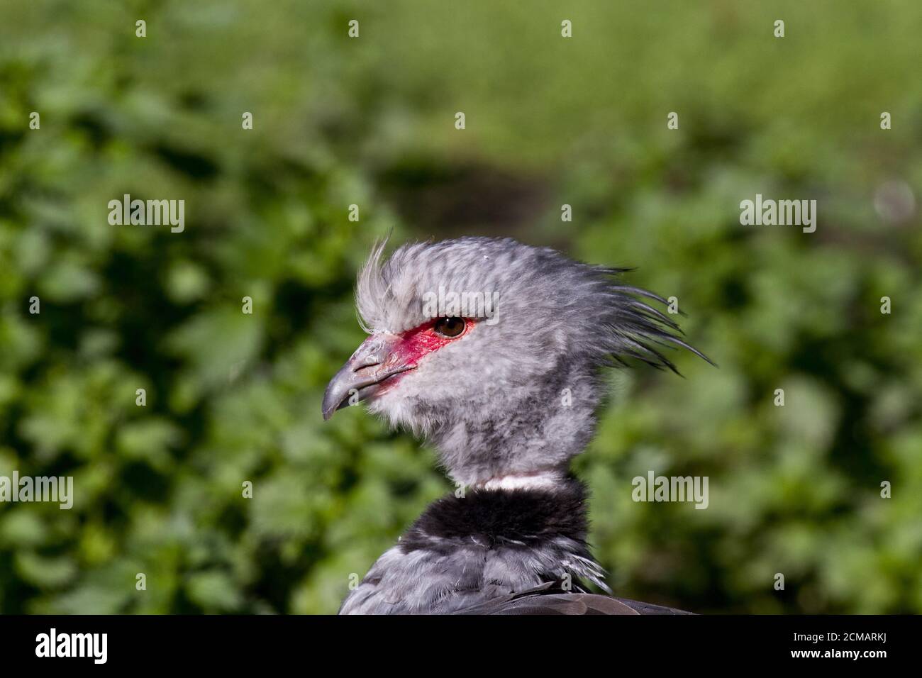 Screamer bird hi-res stock photography and images - Alamy