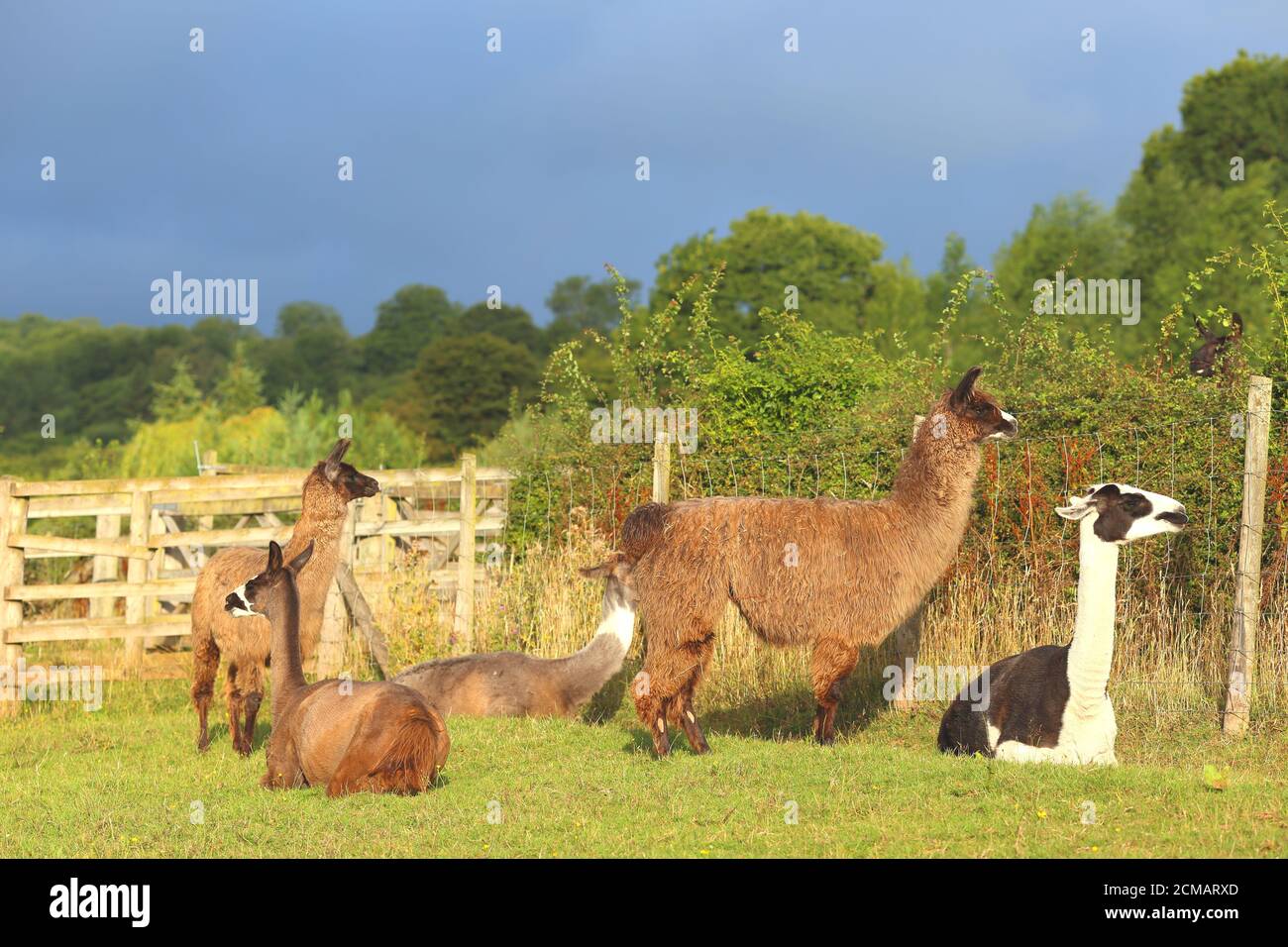 Llama herd hi-res stock photography and images - Alamy