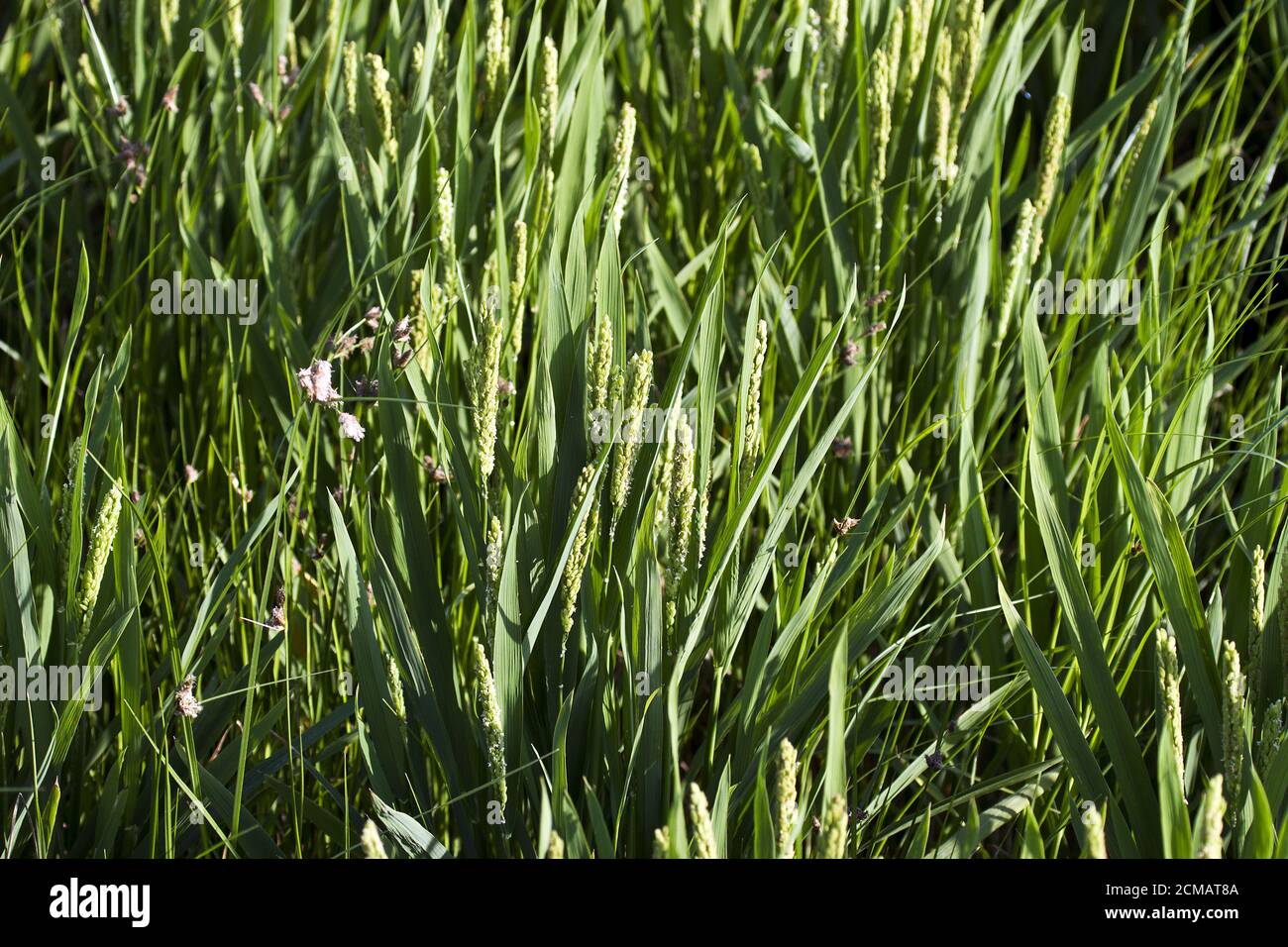 Valencia rice field hi-res stock photography and images - Alamy