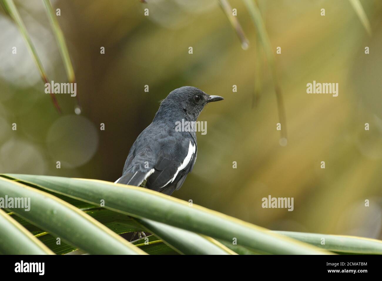 Indian robin on tree hi-res stock photography and images - Alamy