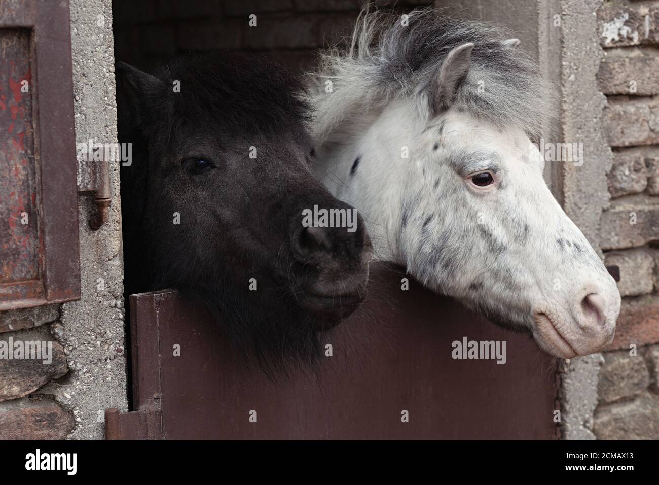 Two white stallion black white hi-res stock photography and images - Alamy