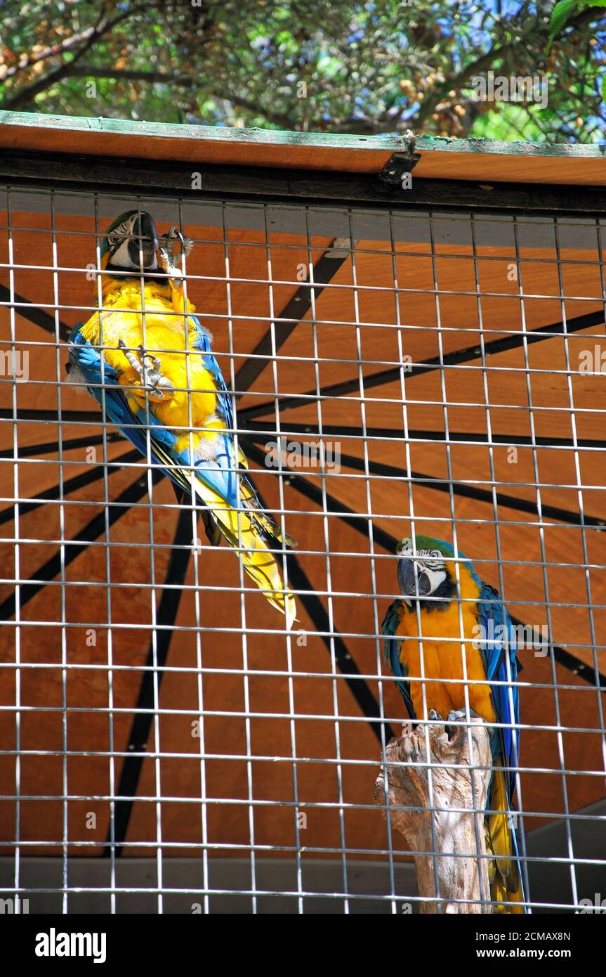 Caged blue and yellow Macaws (Parrot (psittacines), Spain Stock Photo ...