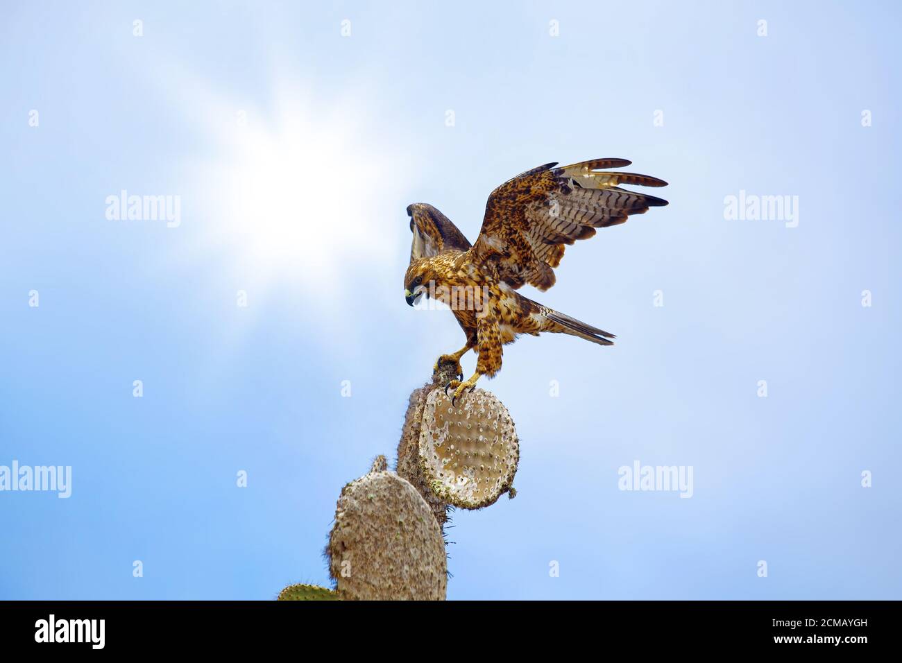 Galapagos Hawk on Santa Fe Stock Photo - Alamy