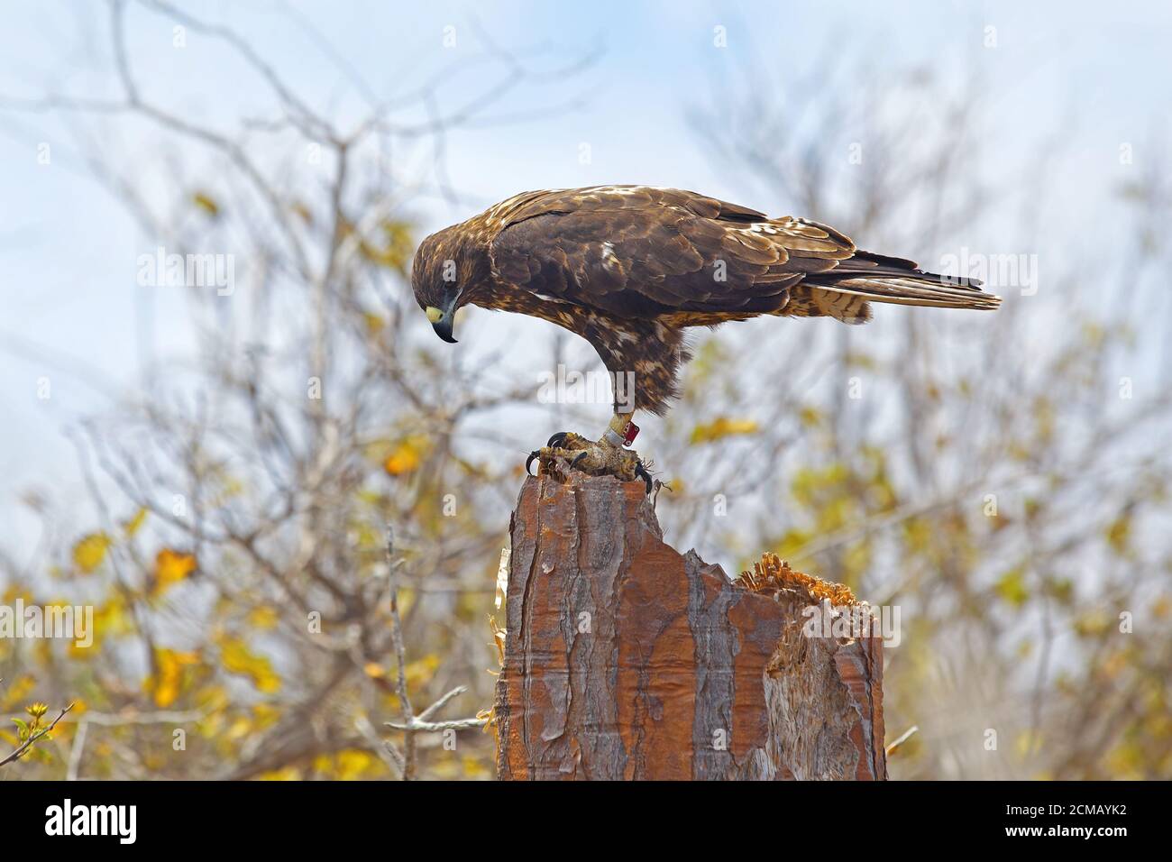 Galapagos Hawk on Santa Fe Stock Photo - Alamy