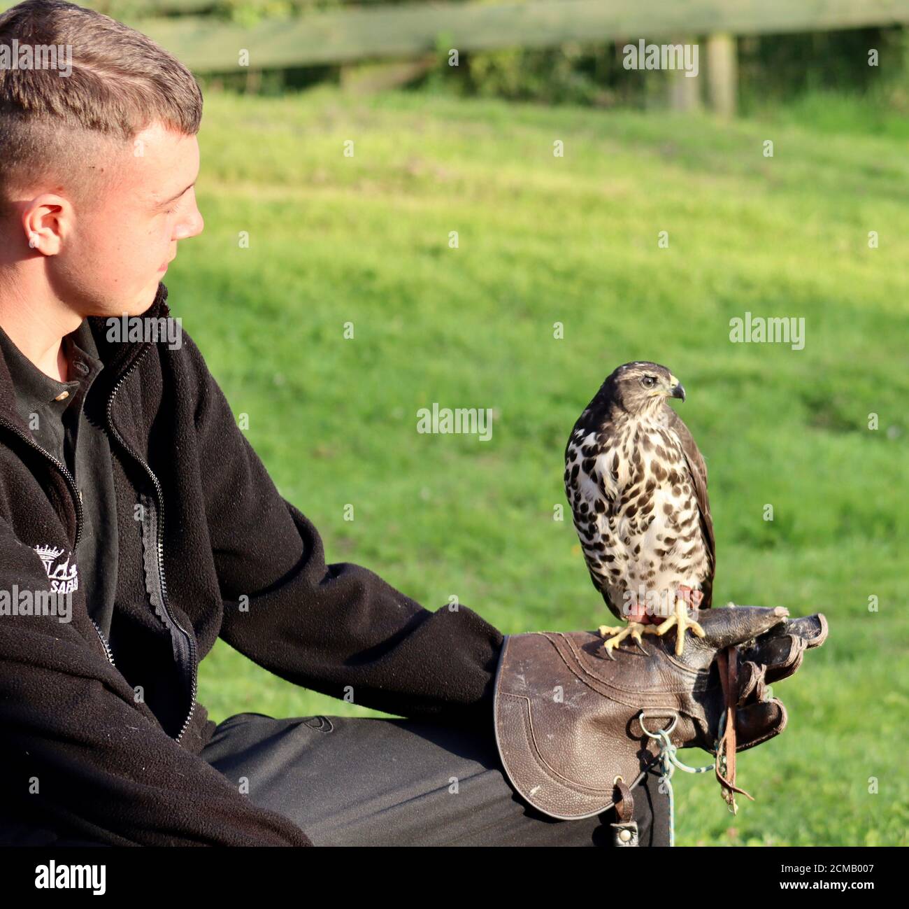 Young falconer hi-res stock photography and images - Alamy