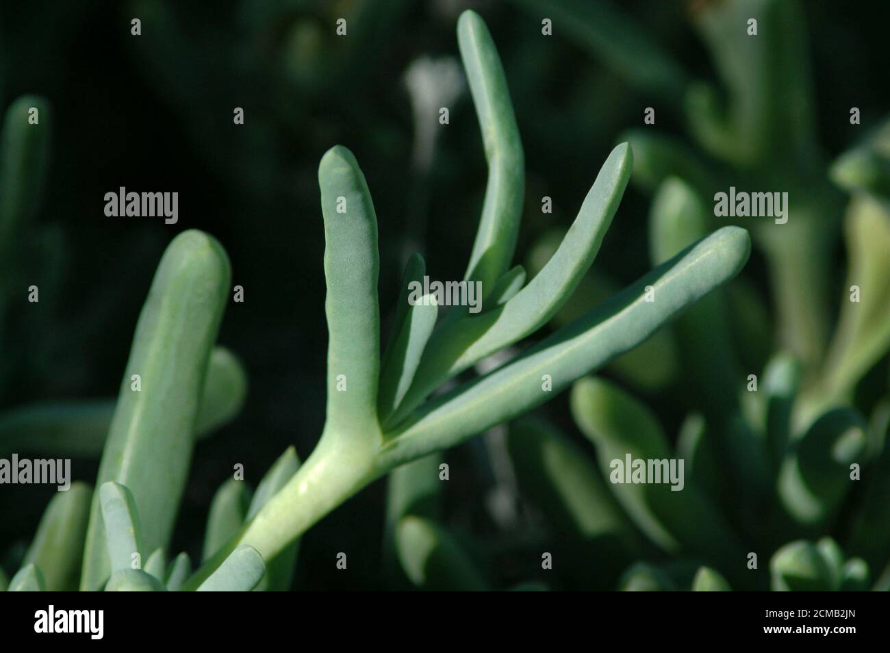 Finger like leaves hi-res stock photography and images - Alamy