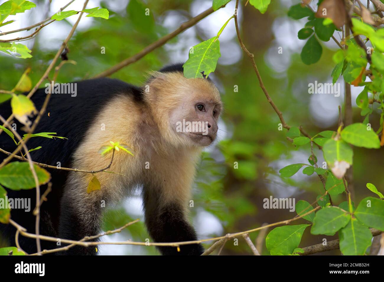 White faced Capuchin Stock Photo - Alamy