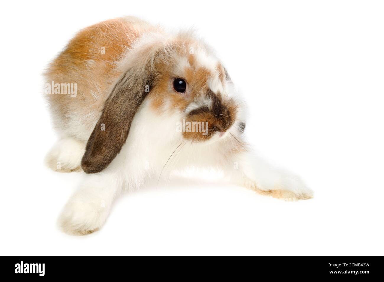 Brown lop-eared rabbit isolated on white Stock Photo - Alamy
