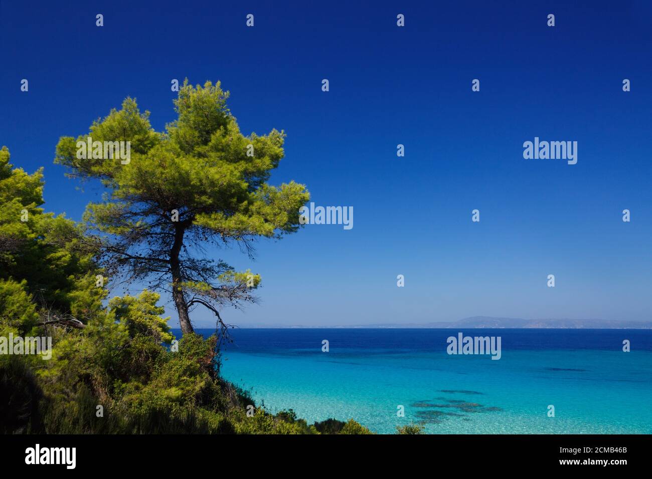 Pine tree growing on beach hi-res stock photography and images - Alamy