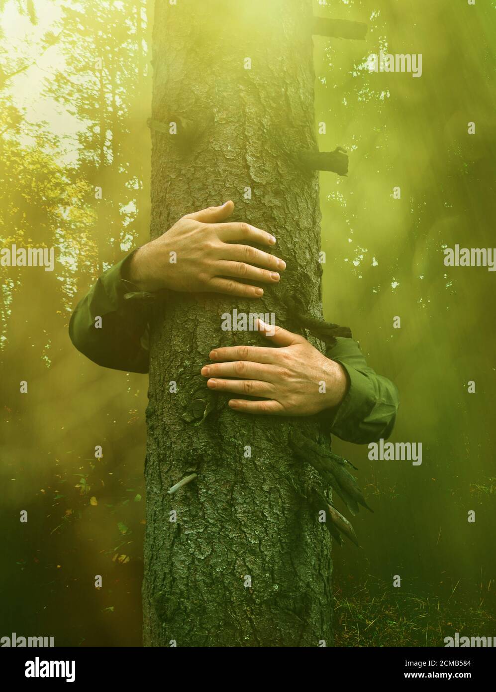 Hands around an old tree trunk, hugging in magical green forest ...