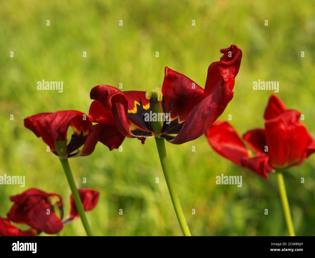 Tulip flowering coming to an end Stock Photo - Alamy