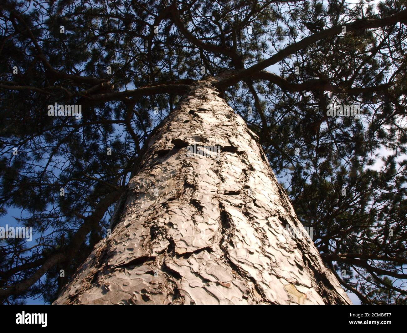 Silver pine tree hi-res stock photography and images - Alamy