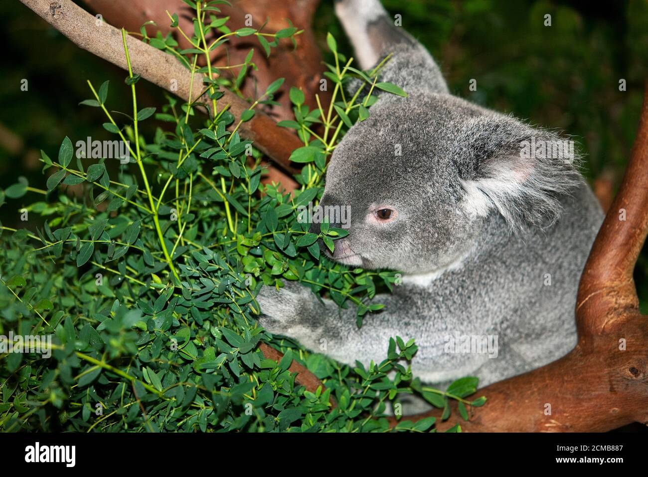 Koala, phascolarctos cinereus, Male eating Leaves of Eucalyptus Stock ...