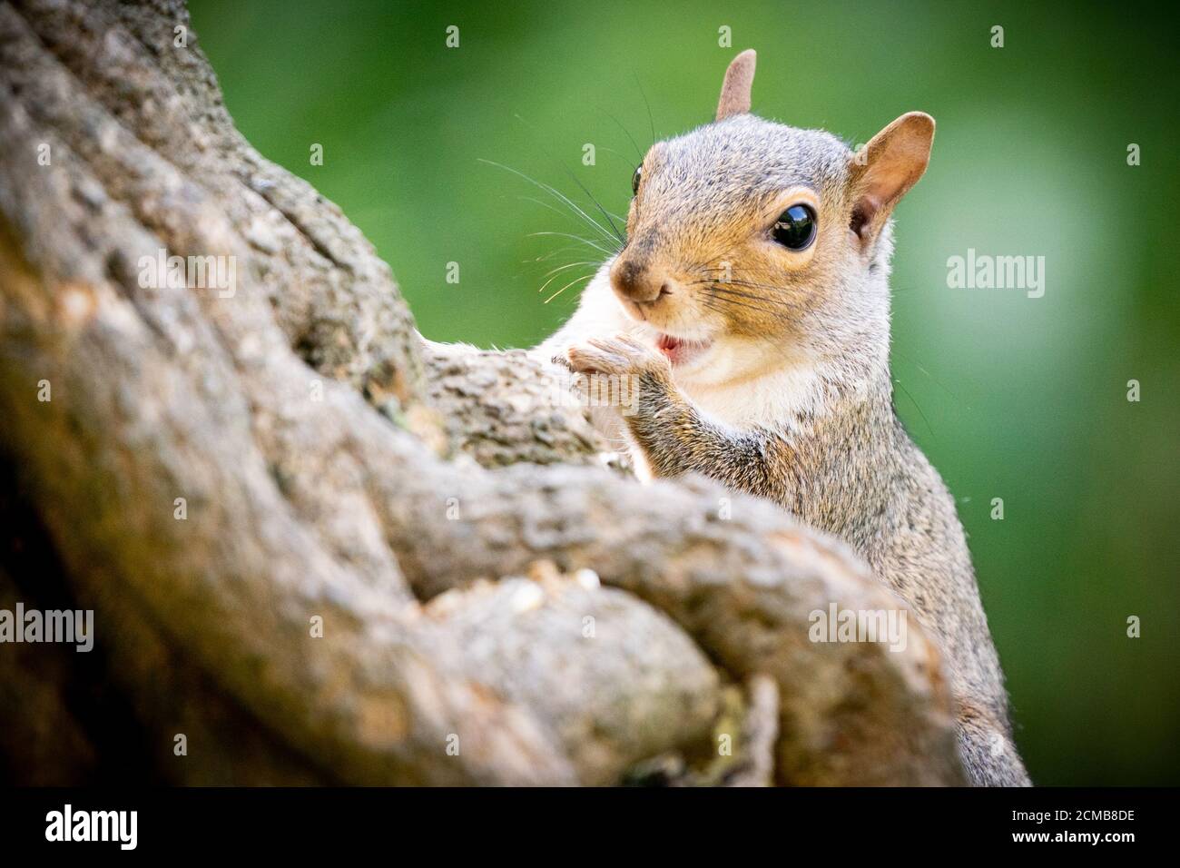 squirrel eating close up back lit Stock Photo - Alamy