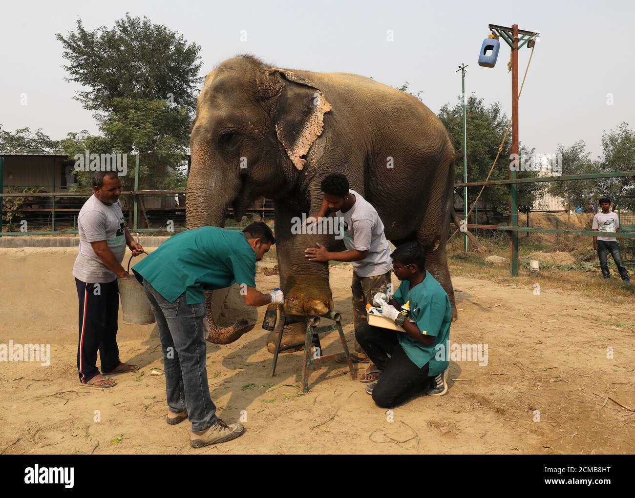 Vets elephant hi-res stock photography and images - Alamy