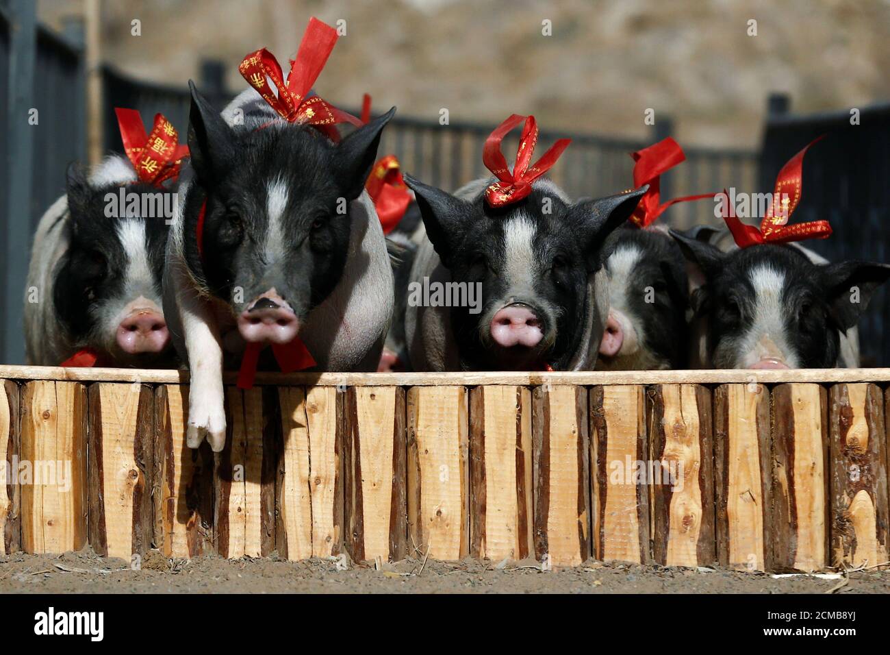 Old pigs hi-res stock photography and images - Alamy