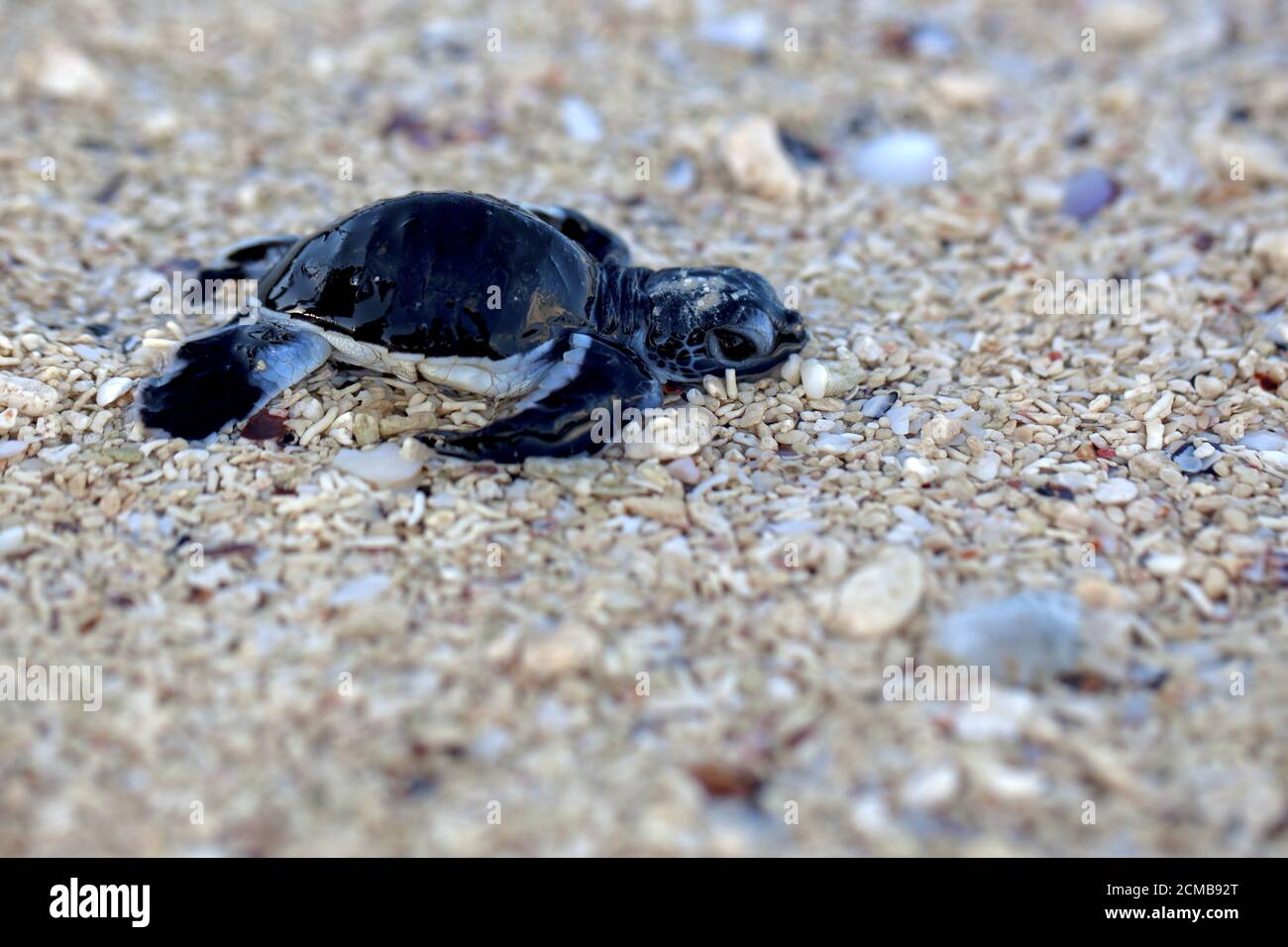 Green Sea Turtle Hatchling Stock Photo - Alamy