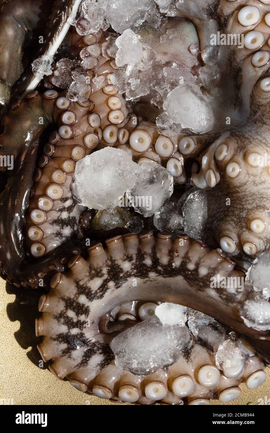 Seafood, close-up parts of raw big octopus on a plate in ice ready for ...