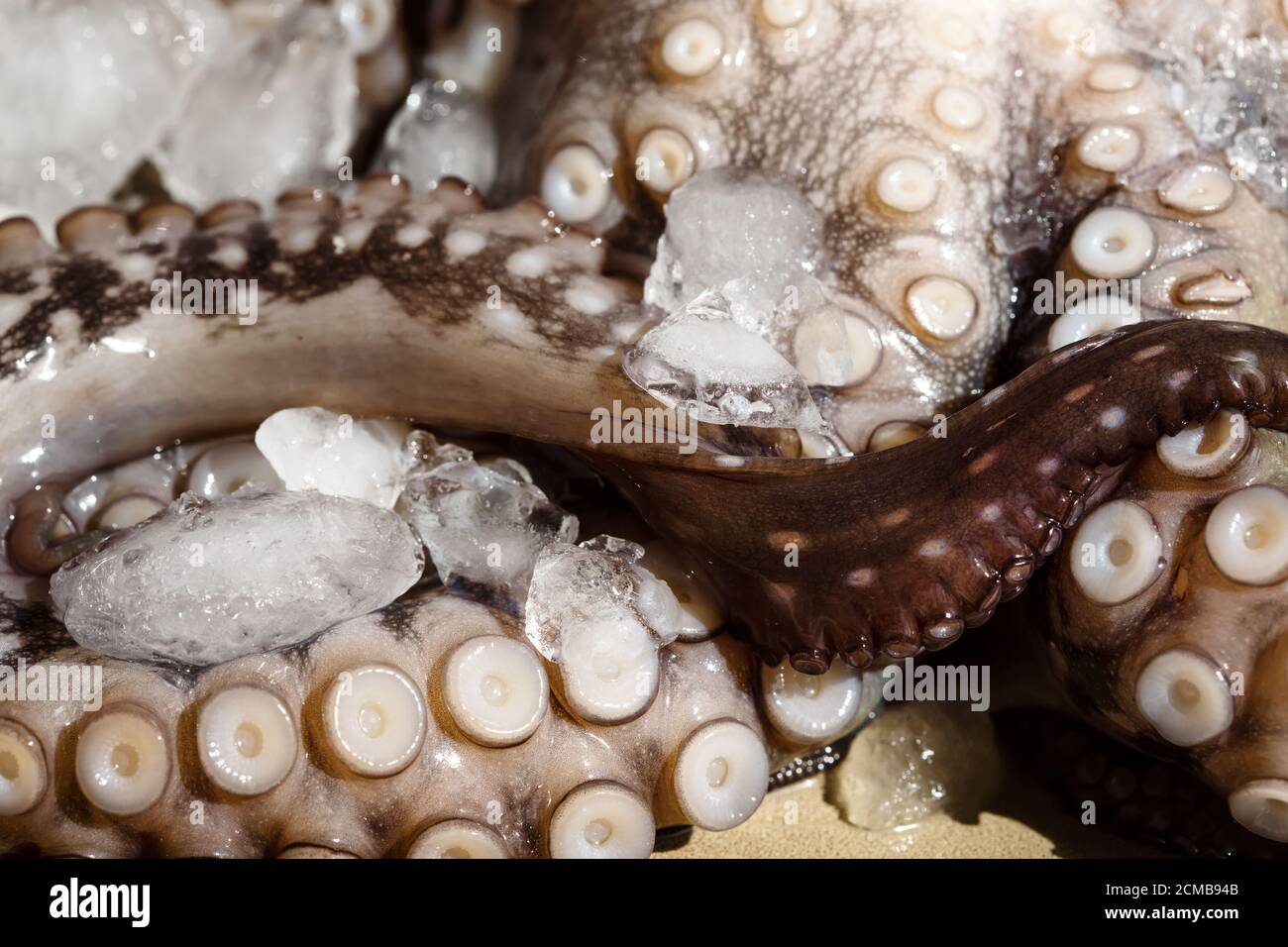 Seafood, close-up parts of raw big octopus on a plate in ice ready for ...