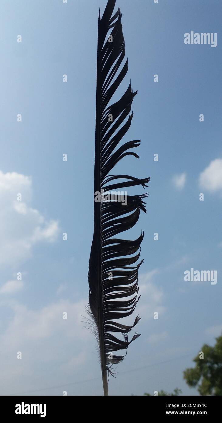 Vertical shot of a feather on blue sky background Stock Photo - Alamy