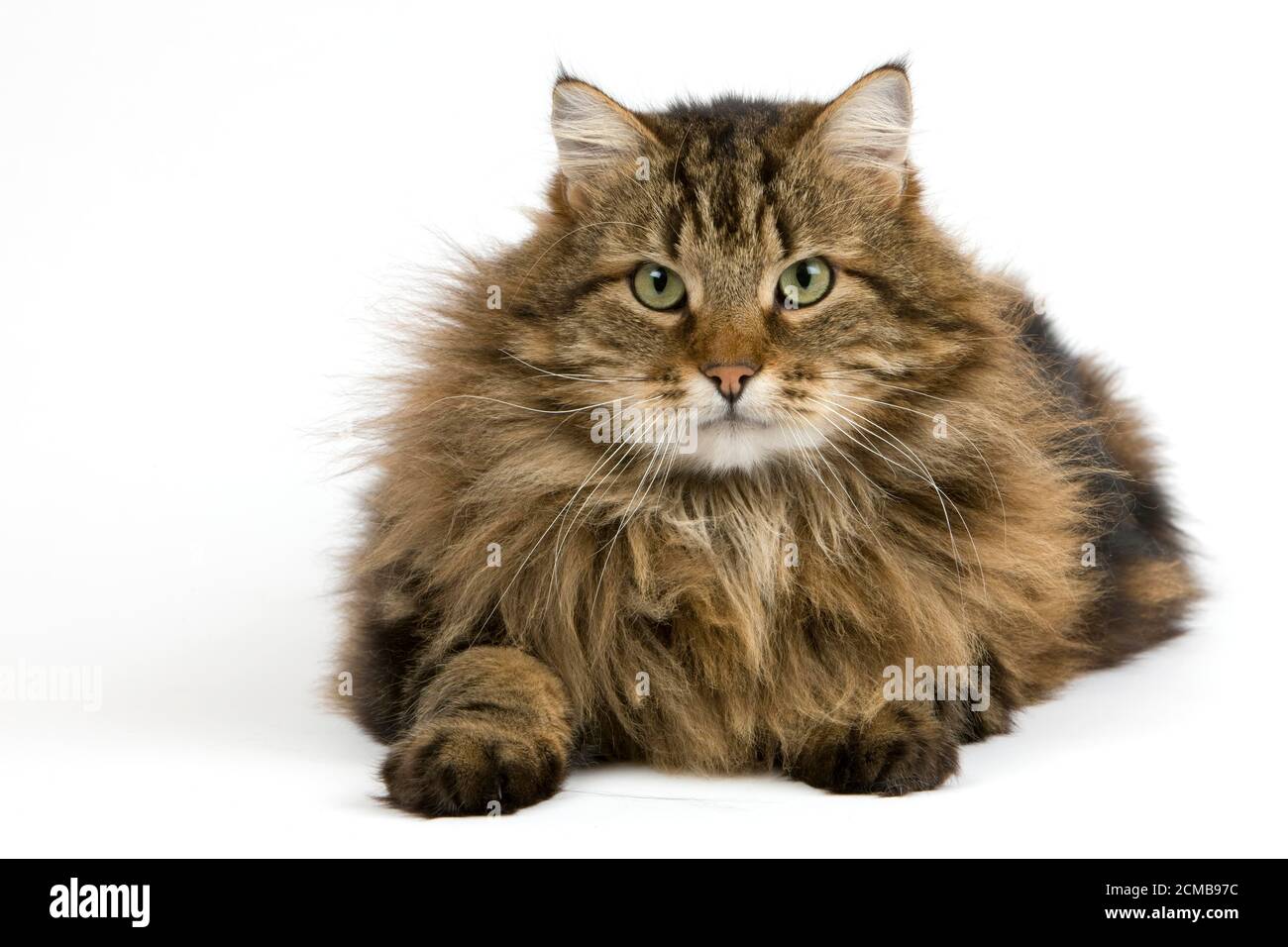 Angora Domestic Cat, Male against White Background Stock Photo - Alamy