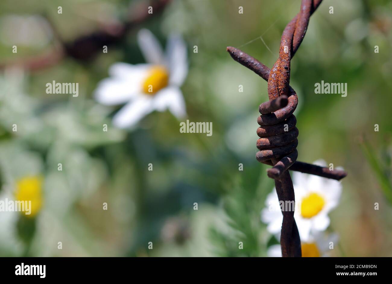 Barbed plants hi-res stock photography and images - Alamy