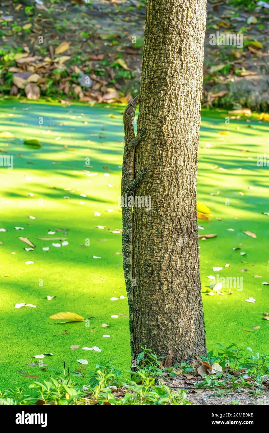 Valanus Salvatore is climbing tree in the park Stock Photo - Alamy