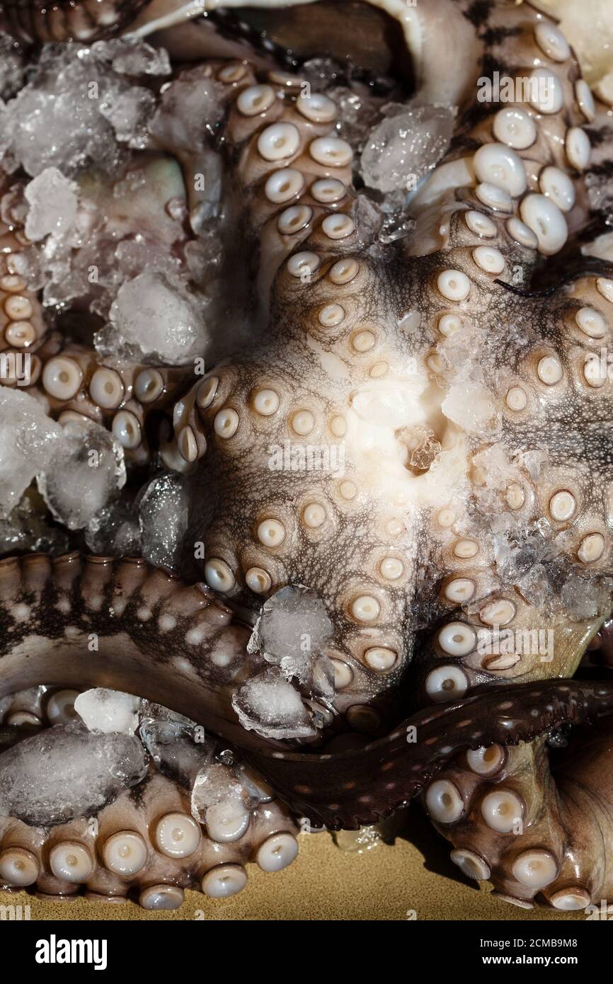 Seafood, close-up parts of raw big octopus on a plate in ice ready for ...