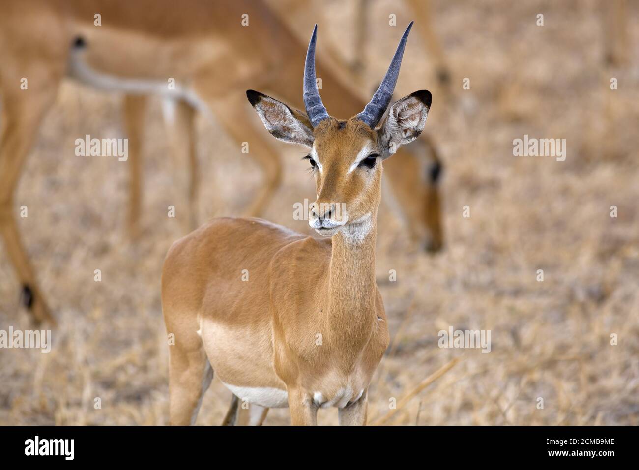 Impala mikumi national park hi-res stock photography and images - Alamy