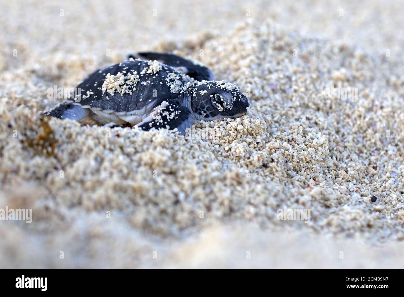 Sea turtle hatchling hi-res stock photography and images - Alamy