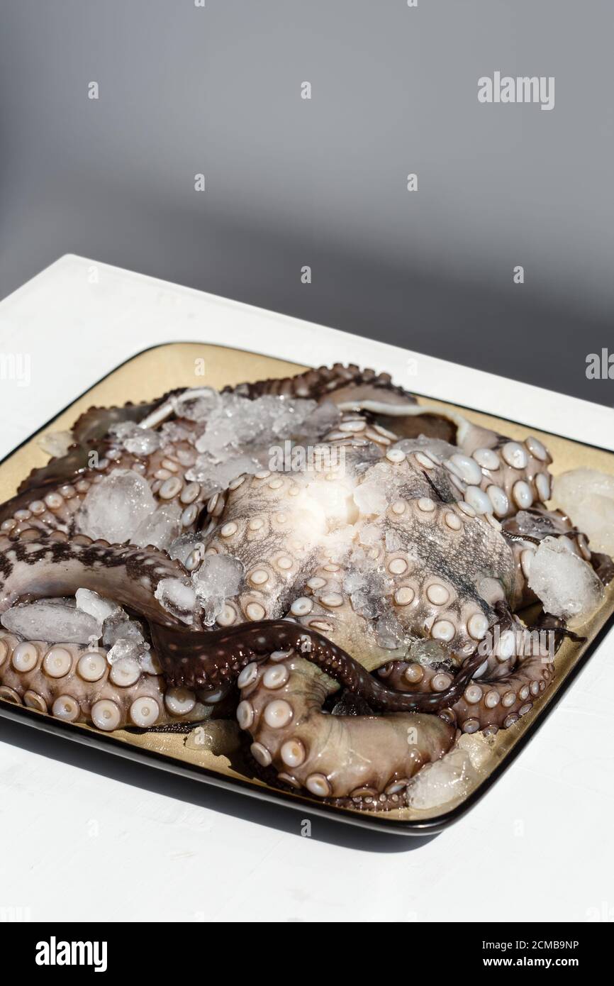 Seafood, whole raw big octopus on a plate in ice ready for preparing ...