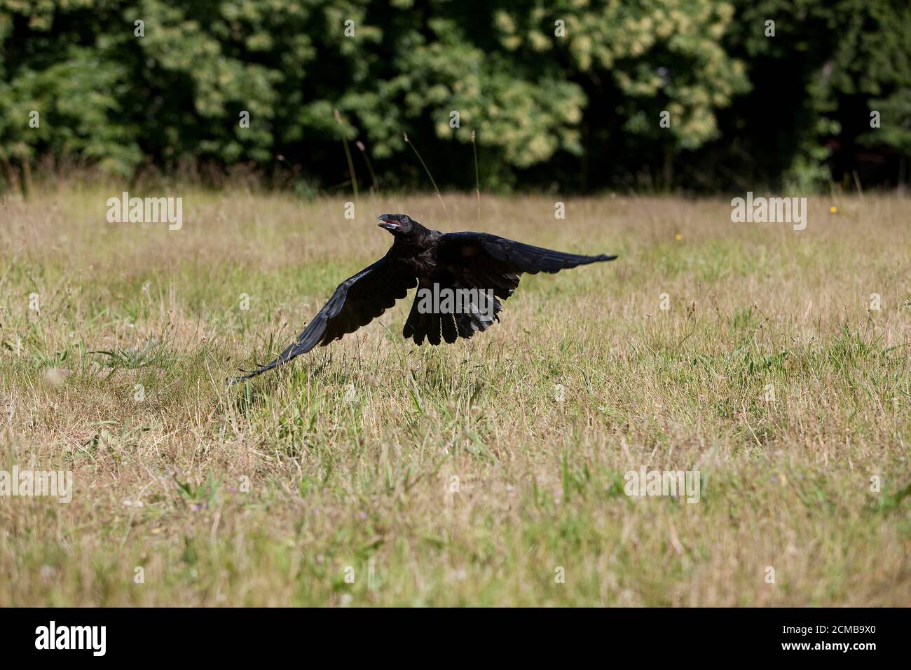 Common raven in full flight hi-res stock photography and images - Alamy