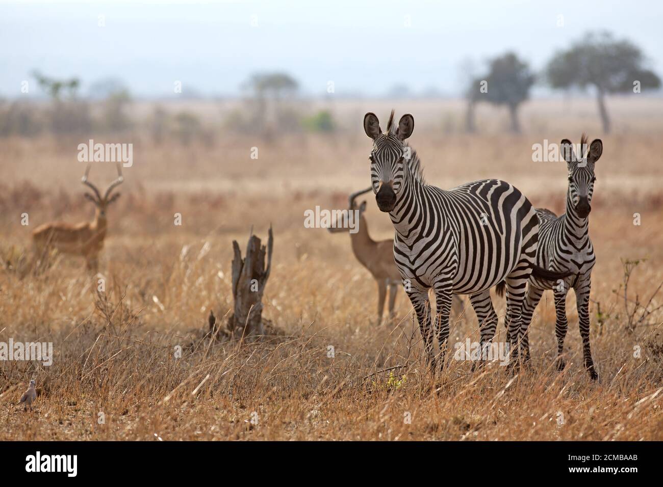 African wildlife habitat preservation hi-res stock photography and ...
