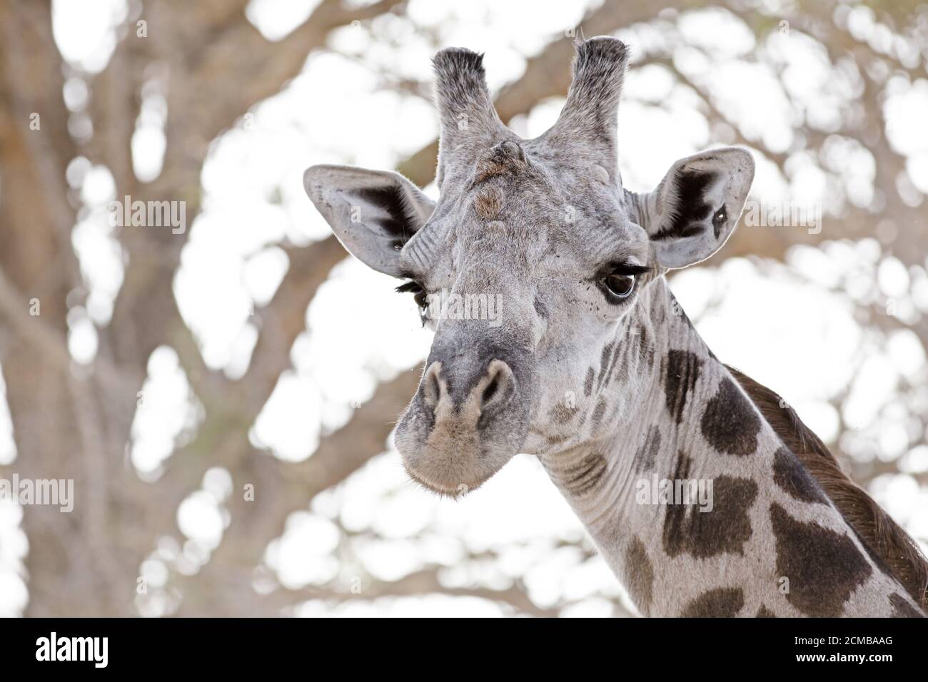 Graceful giraffe hi-res stock photography and images - Alamy